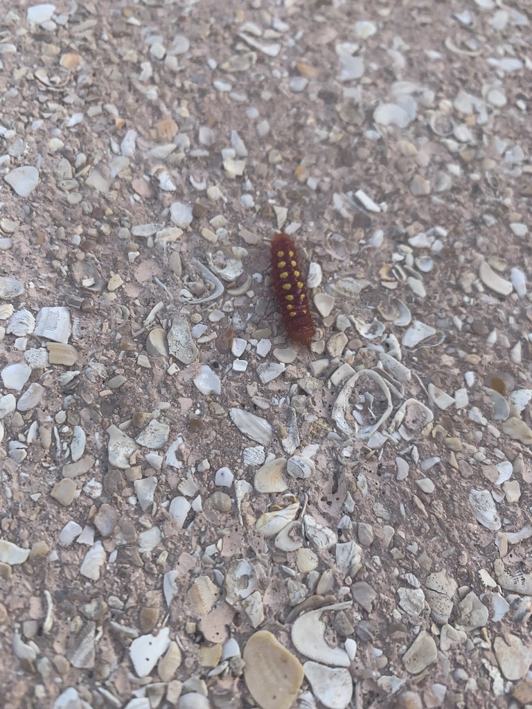 Atala from Nova Southeastern University, Davie, FL, US on June 15, 2022 ...