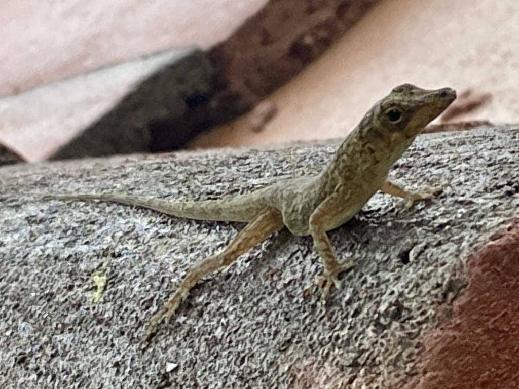 Bronze Anole from Trinidad, Trinidad and Tobago, TT on June 12, 2022 at ...