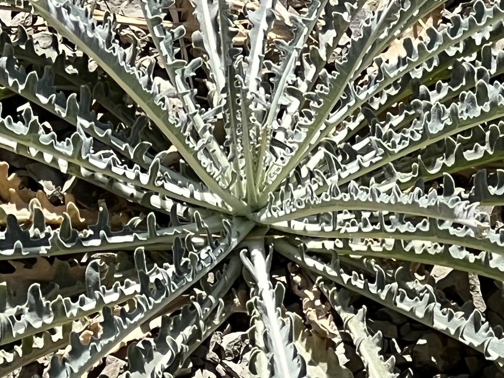 Yellow Horned Poppy from Marr Ranch Open Space, Simi Valley, CA, US on ...