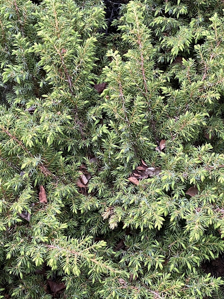 common juniper from Rocky View County, AB, CA on June 11, 2022 at 06:41 ...