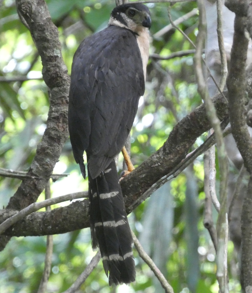 Collared Forest-Falcon from Colón on June 15, 2022 at 03:24 PM by Gerti ...