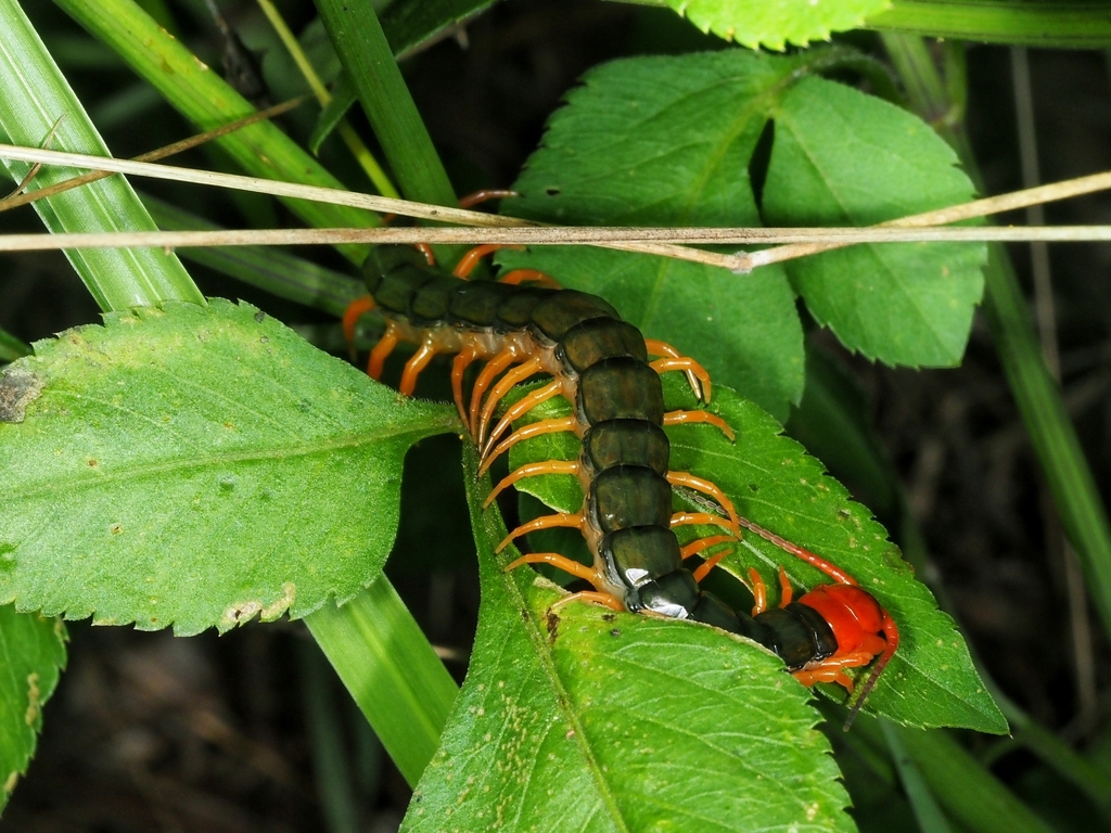 Chinese Red-headed Centipede from 432台灣台中市大肚區台中市大肚區 on June 10, 2022 at ...