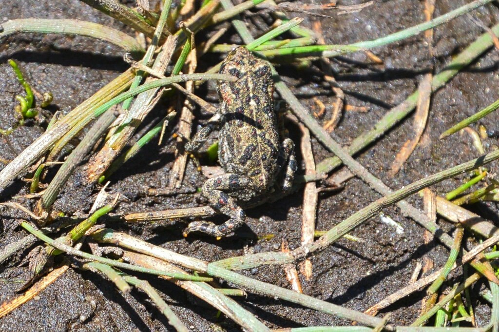 Western Toad from Bluff Lake Reserve, California 92305, USA on June 14 ...