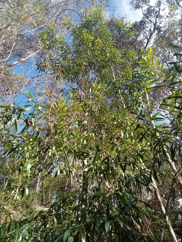 Scrub Beefwood in June 2022 by patrick_campbell. Leaves entire ...