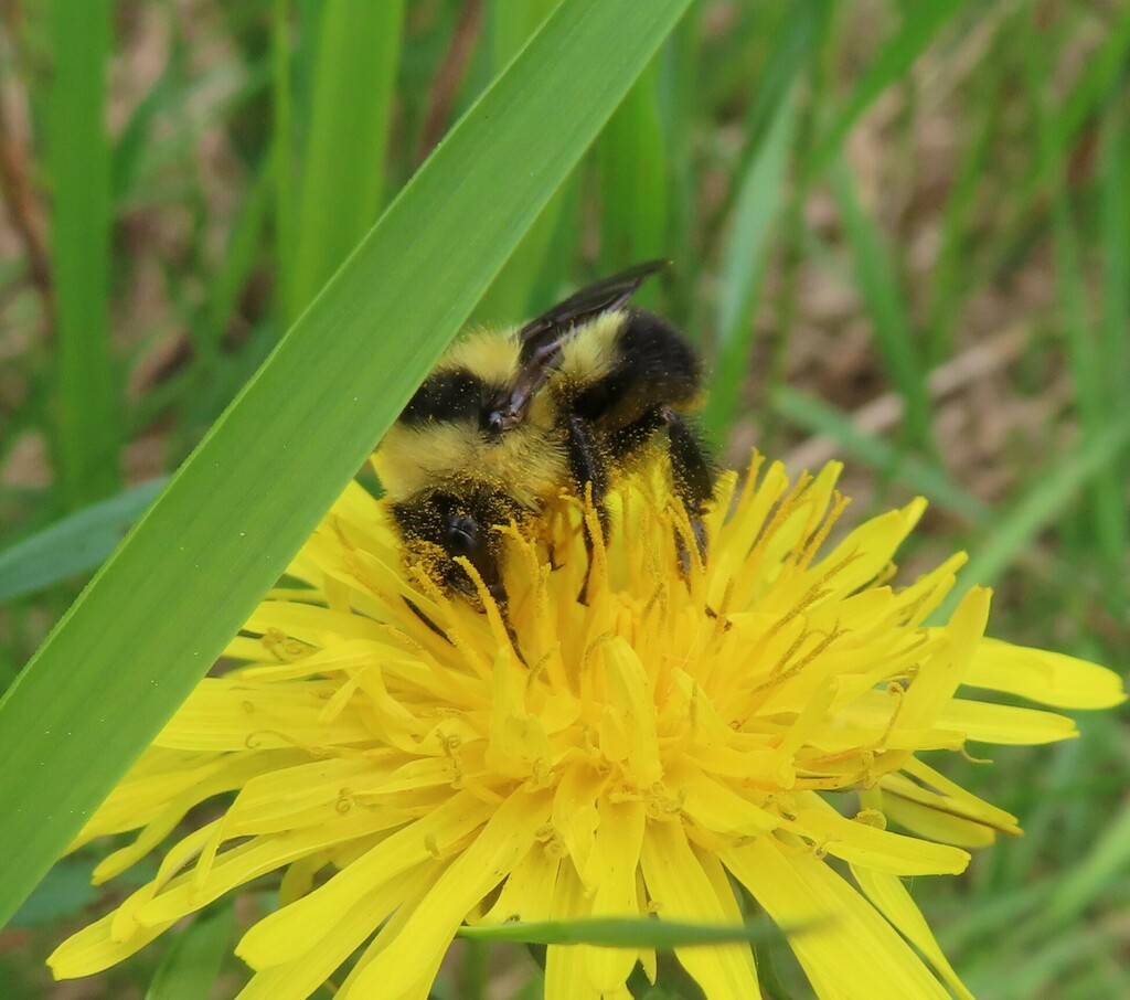 Red-belted Bumble Bee from Chibougamau, QC, Canada on June 11, 2022 at ...