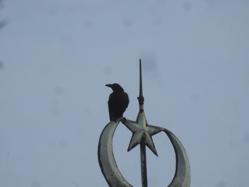 Subspecies Corvus enca enca · iNaturalist