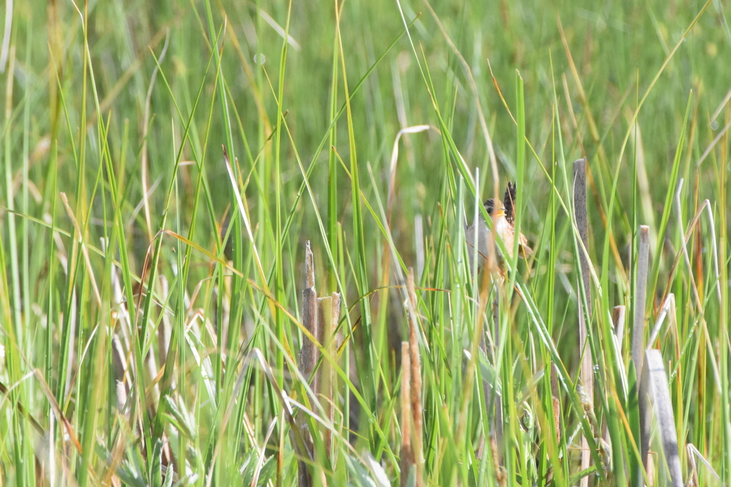 Sedge Wren from Sawyer County, WI, USA on June 15, 2022 at 08:04 PM by ...