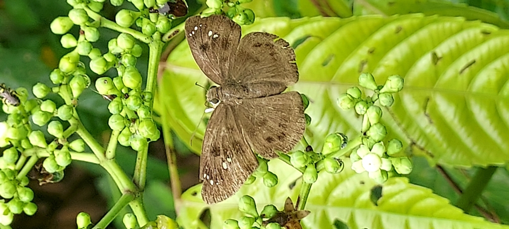 Common Snow Flat from Upper Seletar Reservoir, Mandai Track 7, Mandai ...