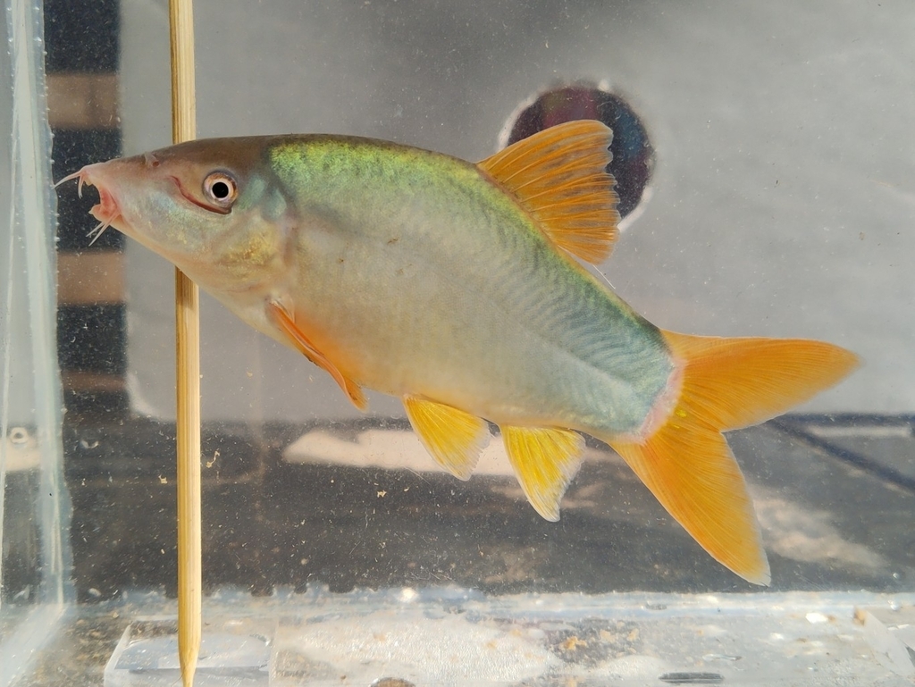 Orange-finned Loach from Q3RW+VF6, TT. An Phú, An Phú District, An Giang, Vietnam on June 15 ...