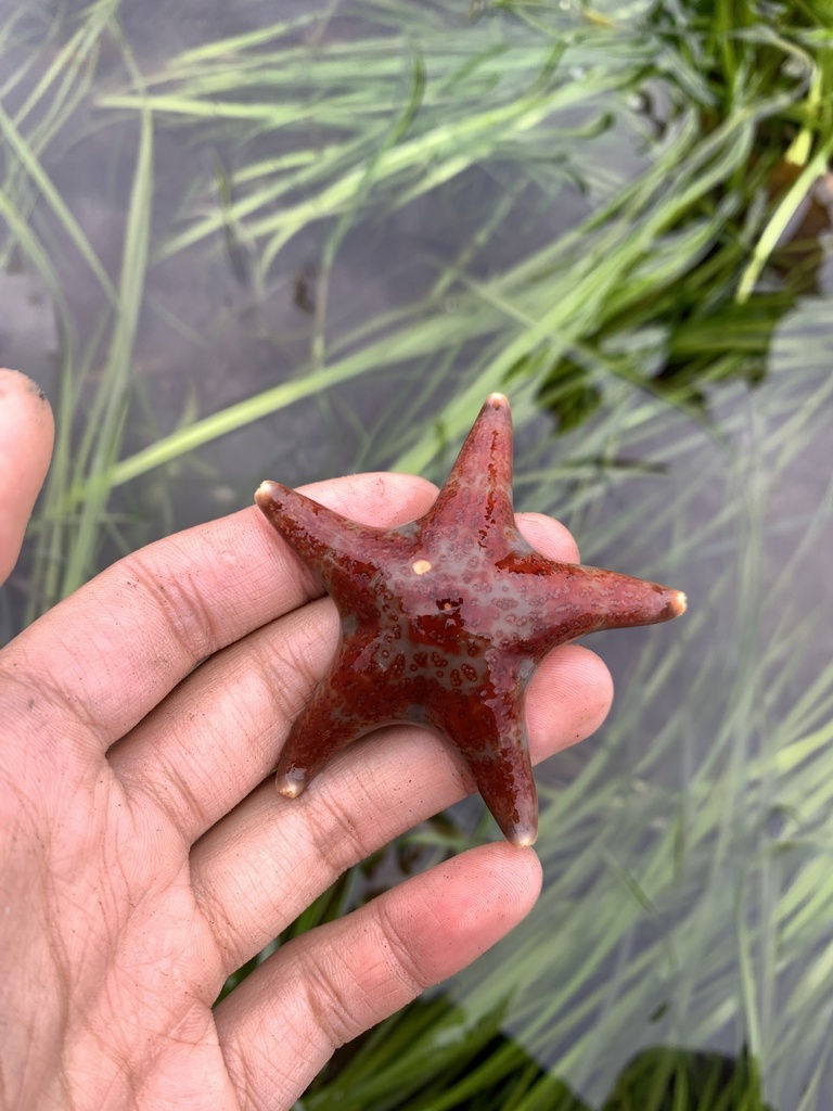 Leather Star from Crescent Bay, Sitka, AK, US on June 14, 2022 at 07:56 ...
