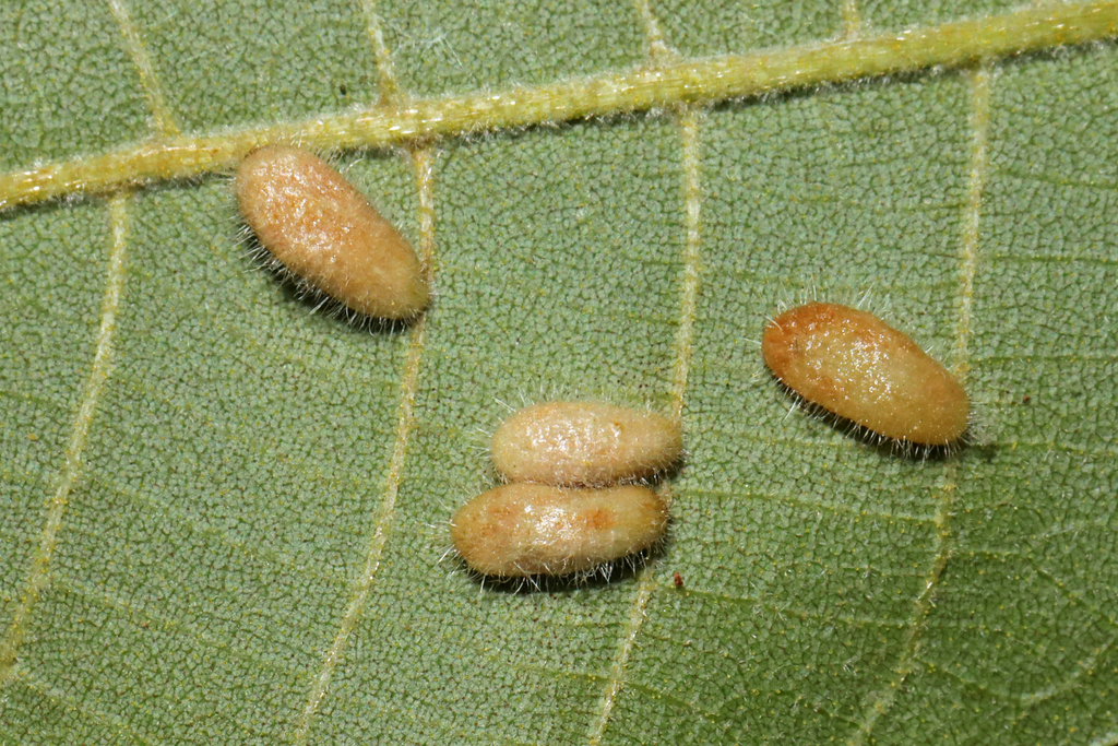 Contarinia cucumata from Gordon County, GA, USA on May 28, 2021 at 10: ...