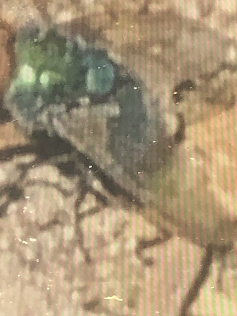 Calyptrate Flies from Sjælland, Hillerød, Hovedstaden, DK on June 16 ...