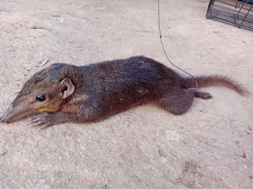Mindanao Treeshrew from Davao City, PH-DS, PH on June 16, 2022 at 08:56 ...