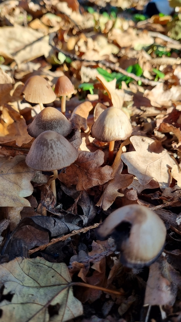 Psathyrellaceae from Queens Park, Invercargill 9810, New Zealand on ...