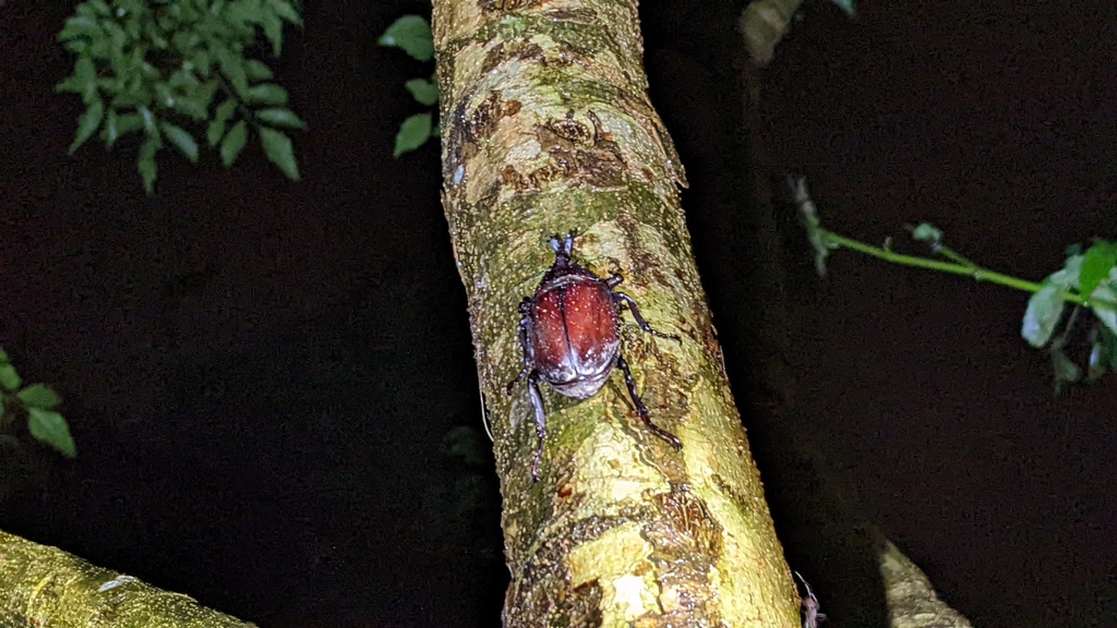 Trypoxylus dichotomus tsunobosonis from 新店獅頭山 on June 11, 2022 at 08:04 ...