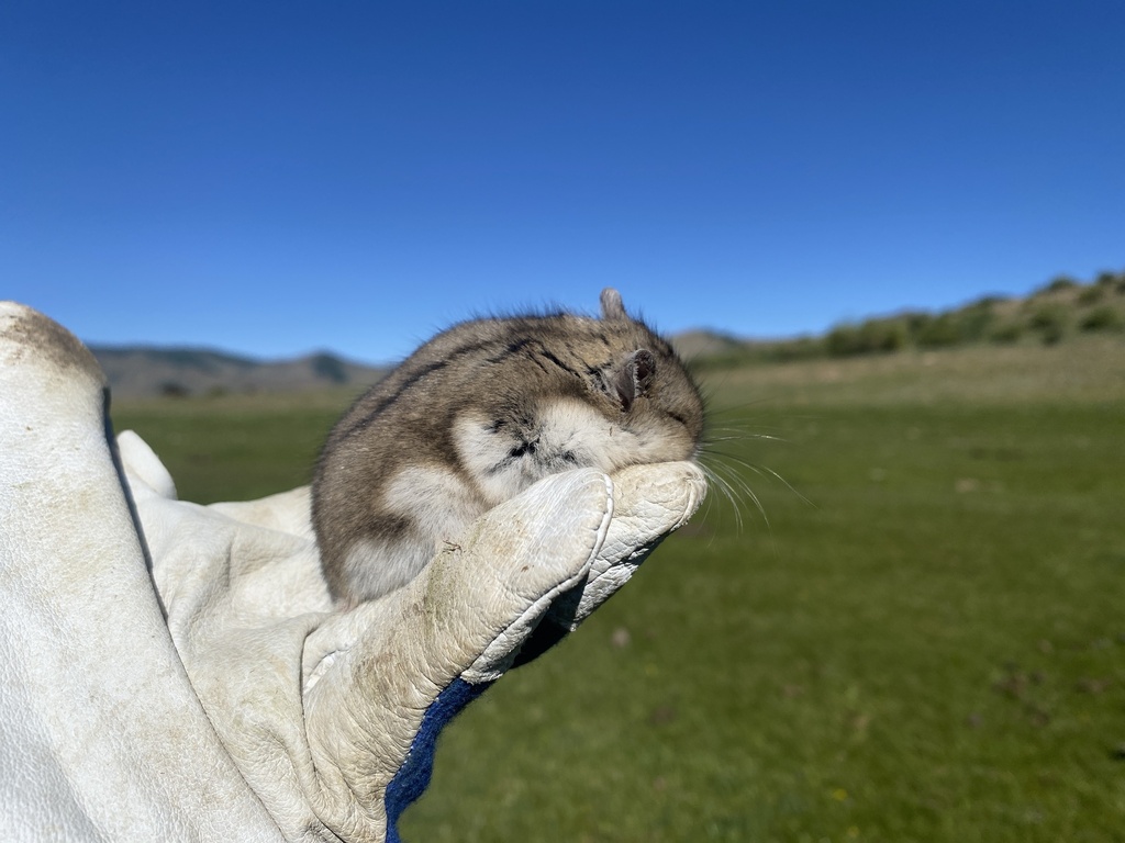 Campbell's Dwarf Hamster from Ikh-Uul, MN-DZ, MN on June 12, 2022 at 08 ...