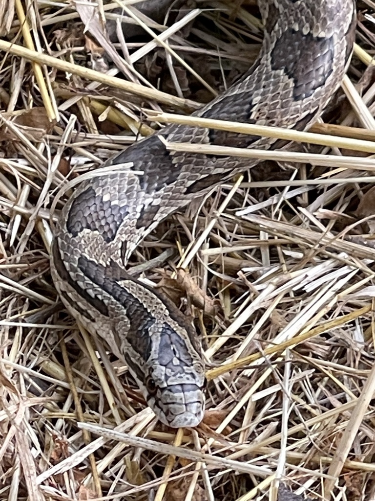 Prairie Kingsnake from FM-149, Montgomery, TX, US on June 16, 2022 at ...