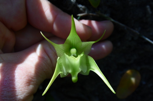 Aeranthes arachnites · iNaturalist