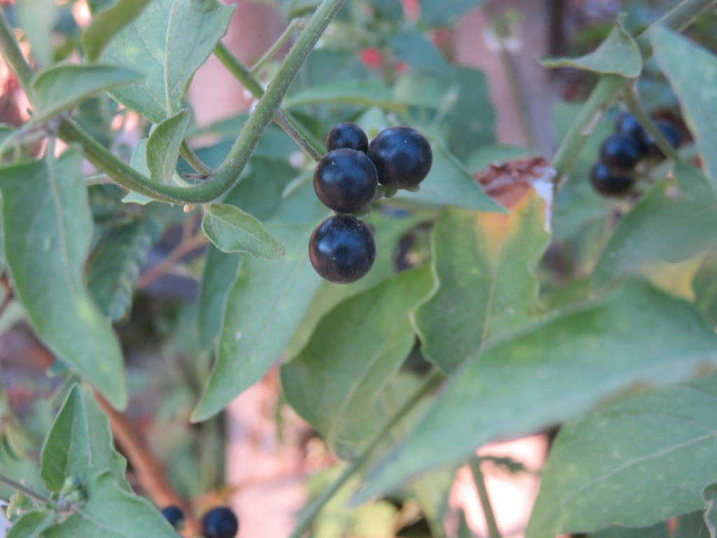 American black nightshade from Baynorillo, Son., México on June 30 ...