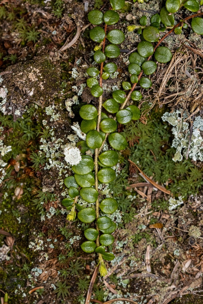 creeping snowberry from White Mountain National Forest, Randolph, NH ...