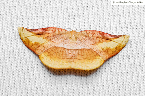 Camptochilus reticulata · iNaturalist United Kingdom