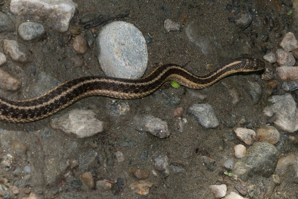 Common Garter Snake from Warren, VT 05674, USA on June 13, 2022 at 02: ...