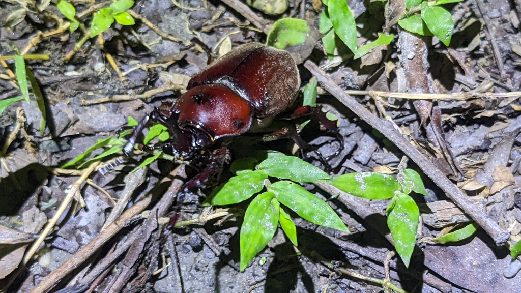 Trypoxylus dichotomus tsunobosonis from 月眉山 on June 16, 2022 at 12:05 ...