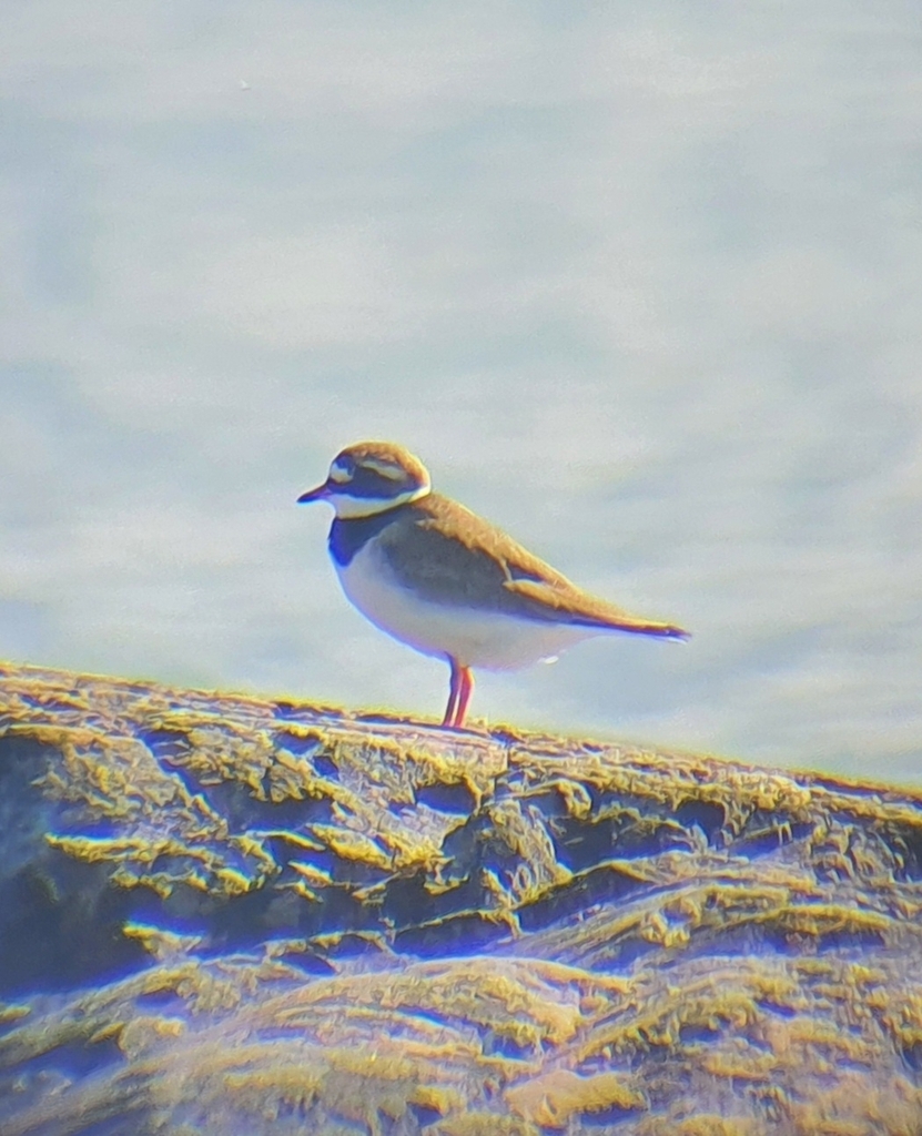 Common Ringed Plover from 764 57, Sverige on June 15, 2022 at 04:38 PM ...
