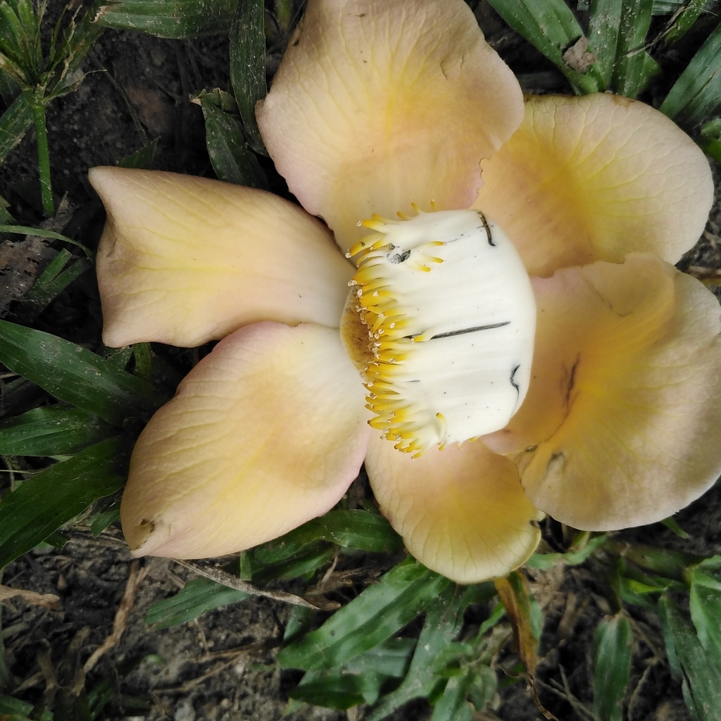 lecythis family from San Pedro, Honduras on June 9, 2022 at 04:01 PM by ...