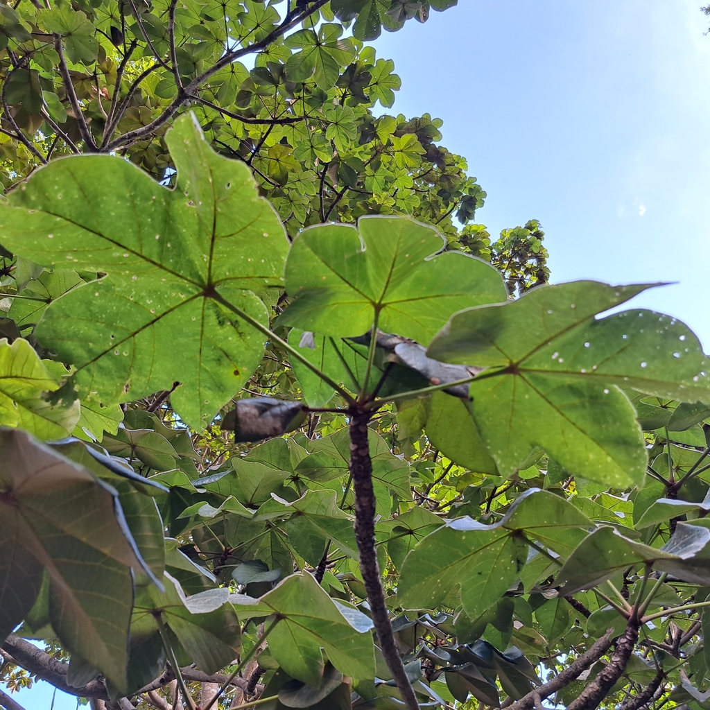 Balsa Tree from Yopal, Casanare, Colombia on June 16, 2022 at 03:37 PM ...