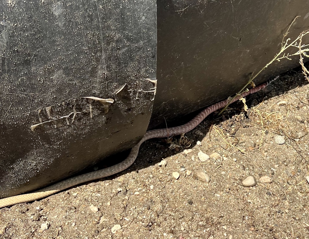 Red Coachwhip from Highland, CA, US on June 16, 2022 at 02:13 PM by ...