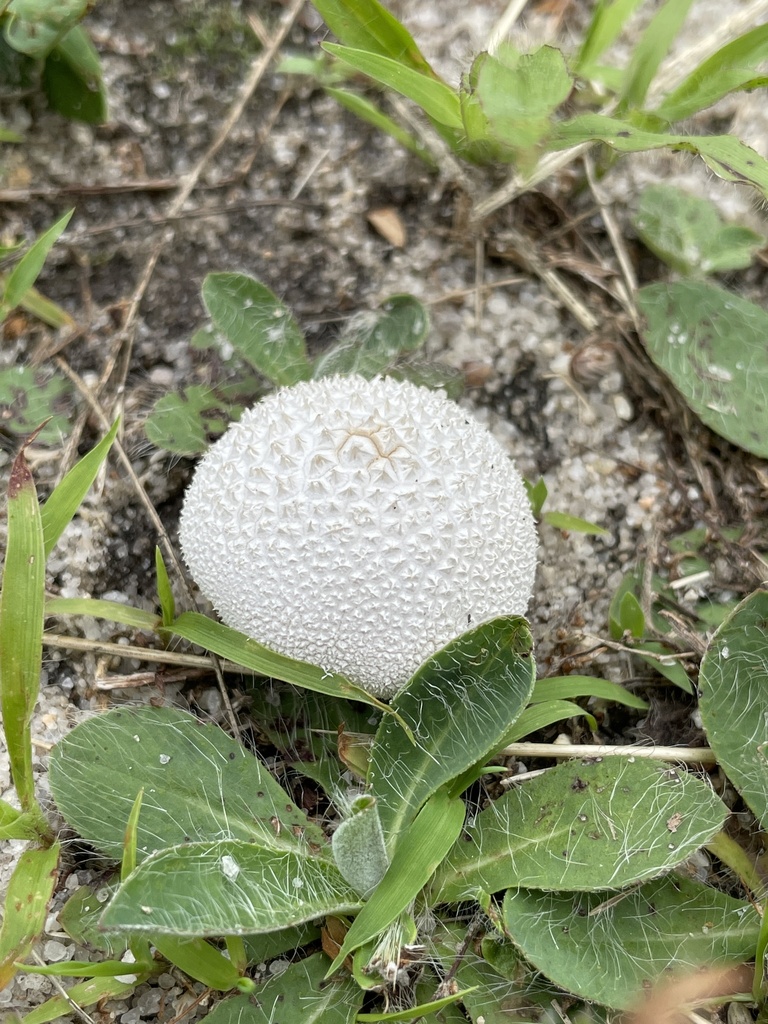 Peeling Puffball from New Brooklyn Park, Sicklerville, NJ, US on June ...