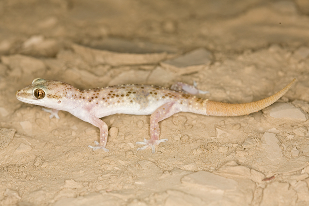 Afar Half-toed Gecko from Zone 2, Éthiopie on February 23, 2007 at 10: ...