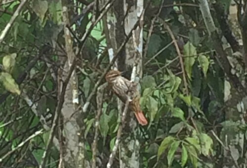 Subspecies Xenops rutilans rutilans · iNaturalist