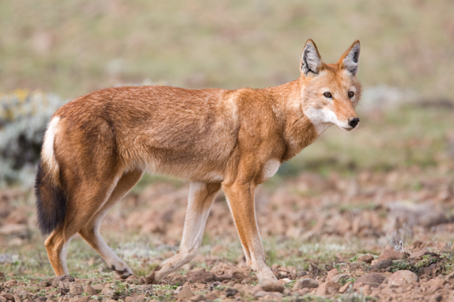Ethiopian Wolf in May 2006 by Frank Deschandol · iNaturalist
