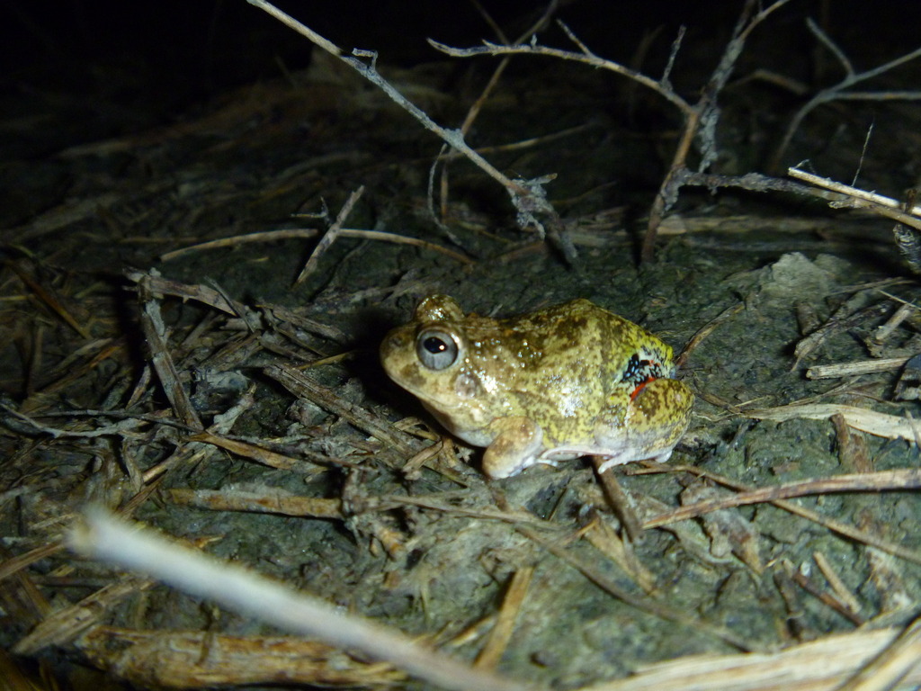 Colombian Four-eyed Frog from Aguachica, CO-CE, CO on June 21, 2011 by ...