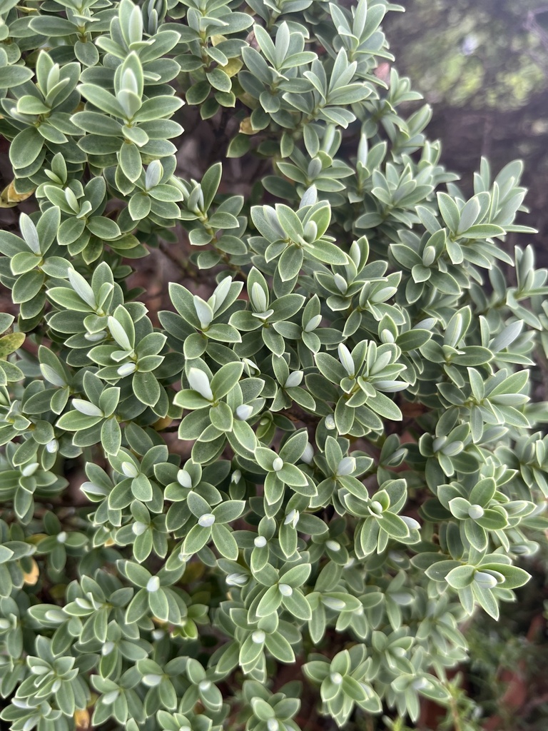Veronica topiaria from Seddon Street, Waihi, Waikato, NZ on June 16 ...