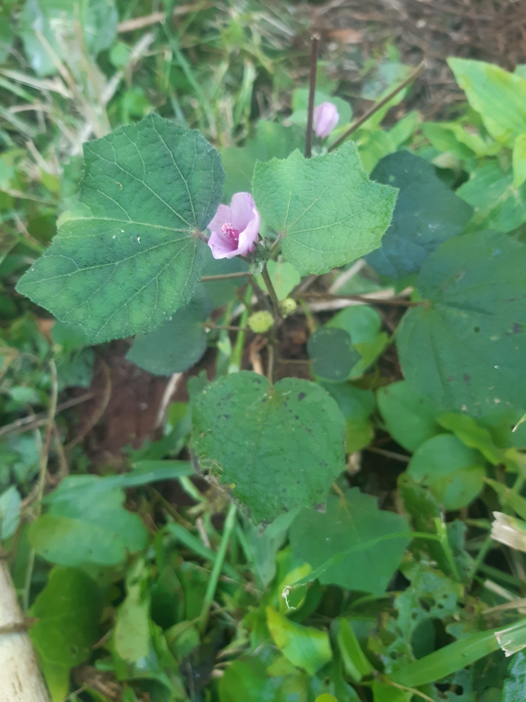 Caesar weed on June 17, 2022 at 08:02 AM by claudia bibiana · iNaturalist