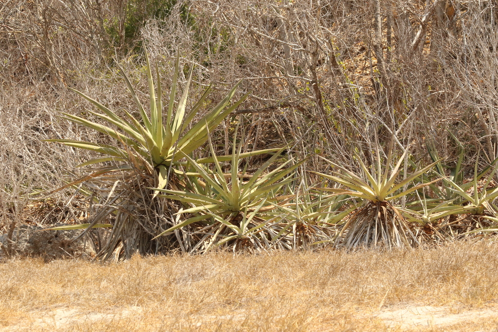 Agave rhodacantha from San Blas, Nayarit, Mexico on June 07, 2022 at 02 ...