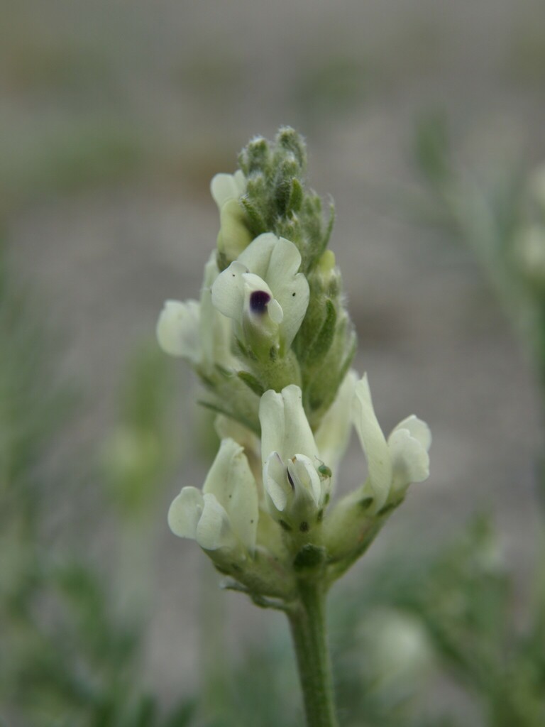 field locoweed from Healy, AK, USA on May 29, 2011 at 01:04 PM by Gregg ...