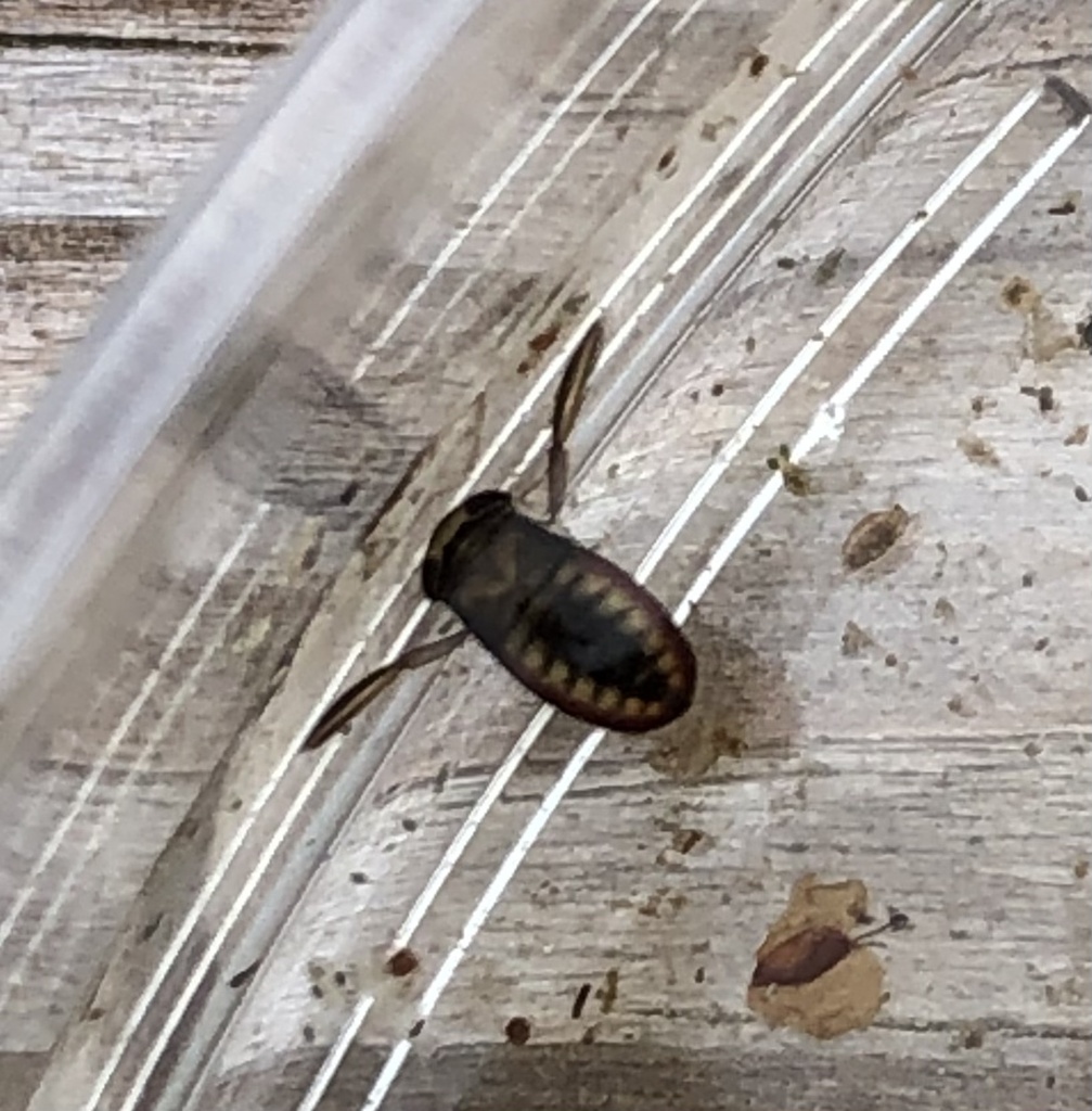 Water Bugs from Kristie Ln, Strafford, NH, US on June 16, 2022 at 06:36 ...