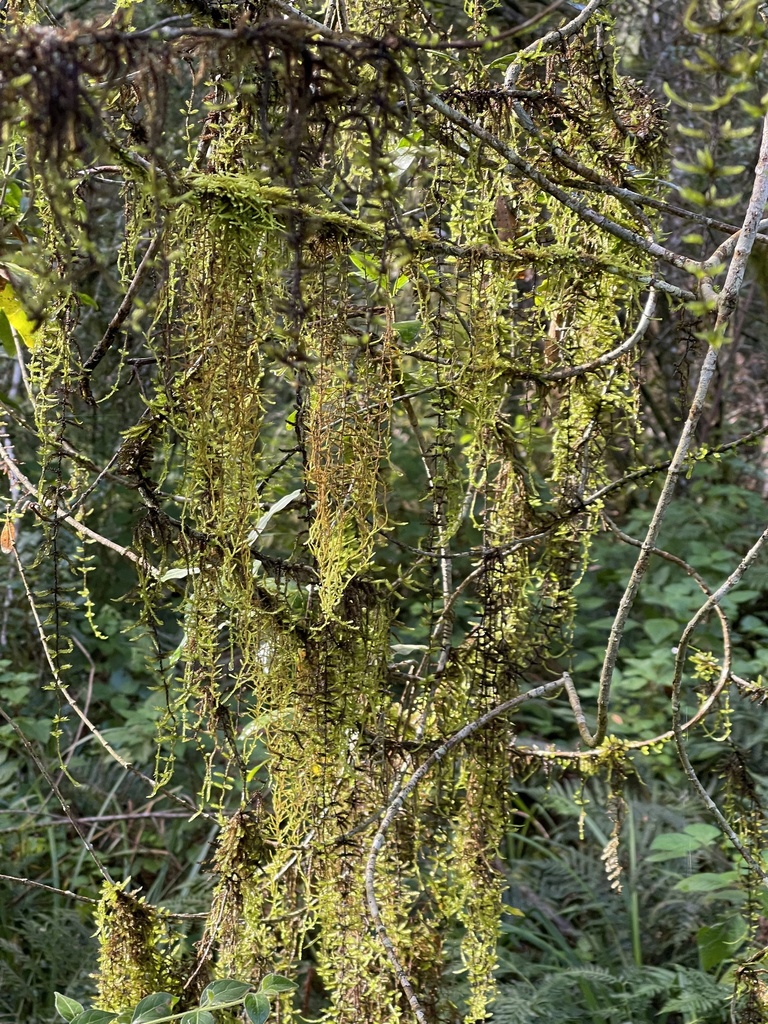 Squamidium brasiliense from George, WC, ZA on June 05, 2022 at 12:41 PM ...