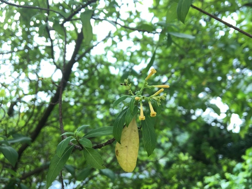 Genus Antirhea · iNaturalist United Kingdom