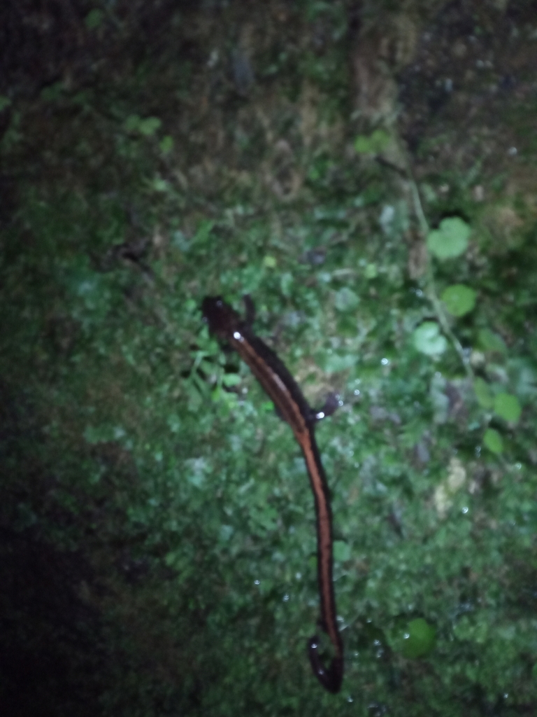 Gold-striped salamander from 4430 Avintes, Portugal on June 16, 2022 at ...