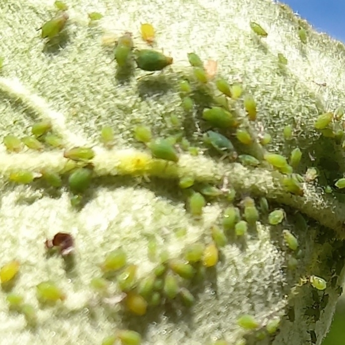 Cabbage Aphid from 80260 Bertangles, France on June 13, 2022 at 10:47 ...