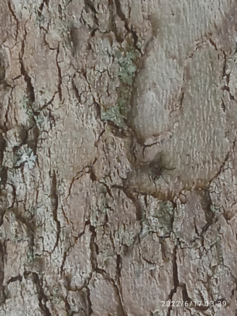 Winged and Once-winged Insects from Calatayud, Zaragoza, España on June ...