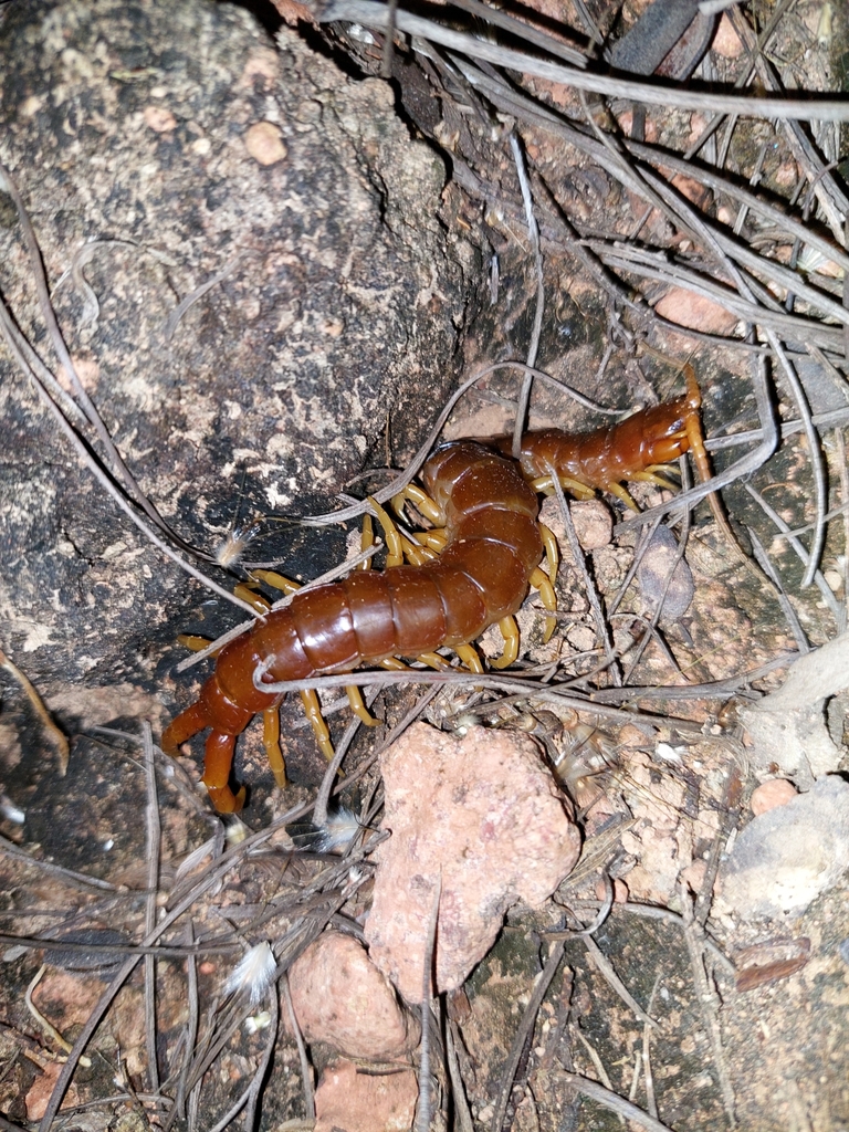 Australasian Giant Centipede from Mission River QLD 4874, Australia on ...
