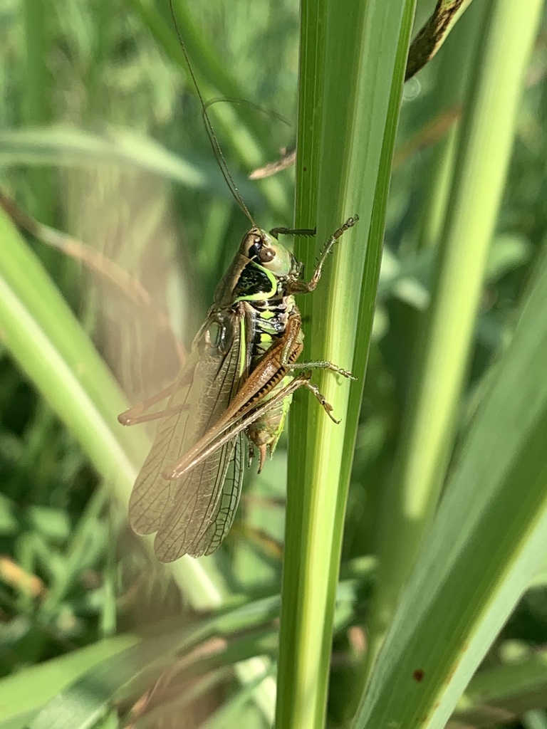 Roesel's Bush-cricket from Harpers Ferry National Historical Park ...