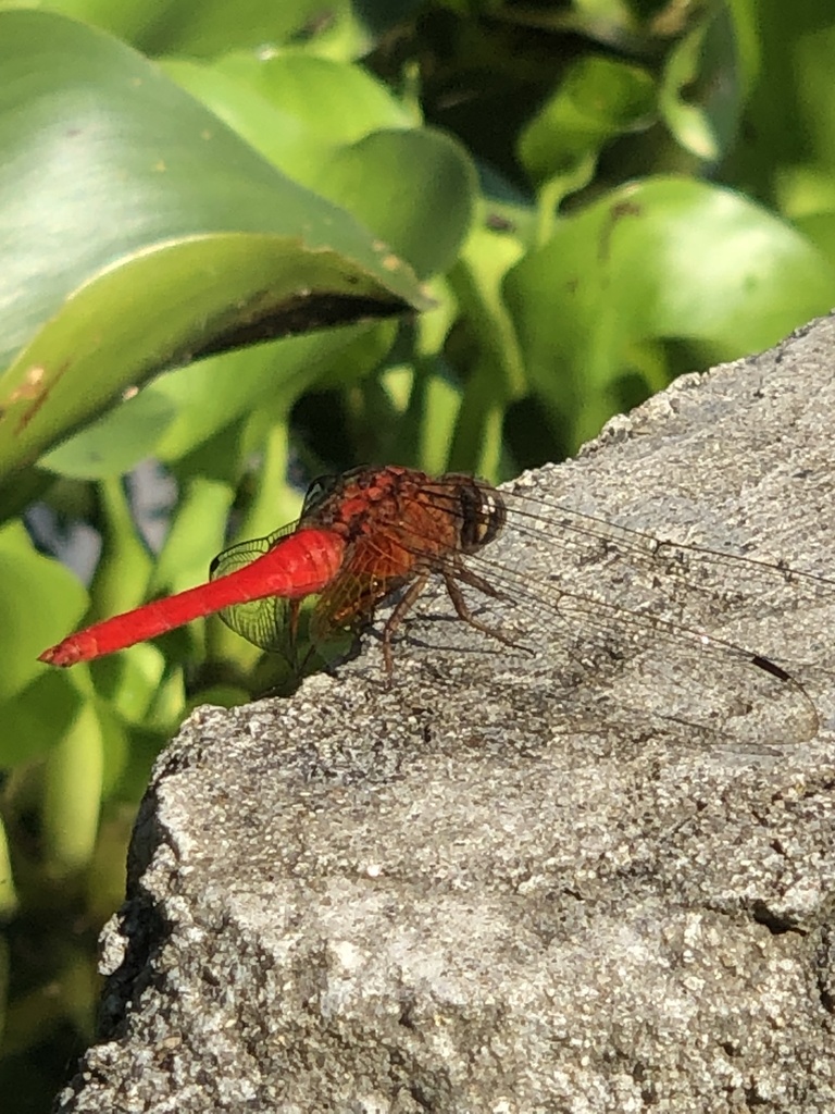 Orange Skimmer from A40, Rantau Panjang, Perak, MY on June 6, 2022 at ...