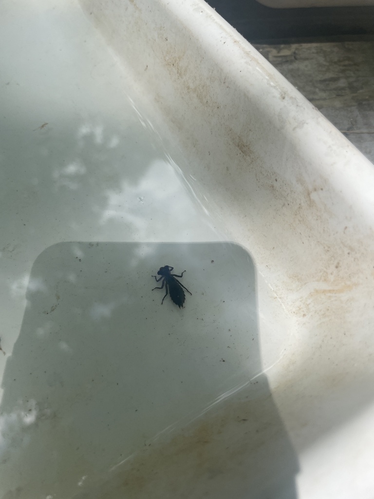 Dragonflies from George Washington & Jefferson National Forests, Monroe ...